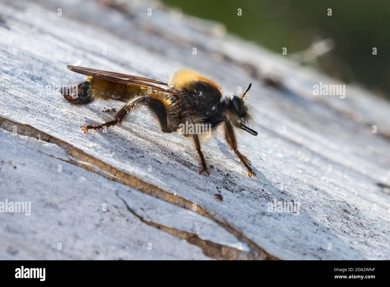 Bumblebee like insect hi-res stock photography and images - Alamy