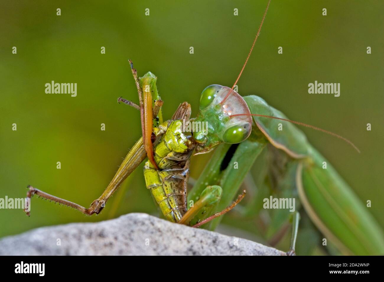 European preying mantis (Mantis religiosa), with caught grasshopper ...