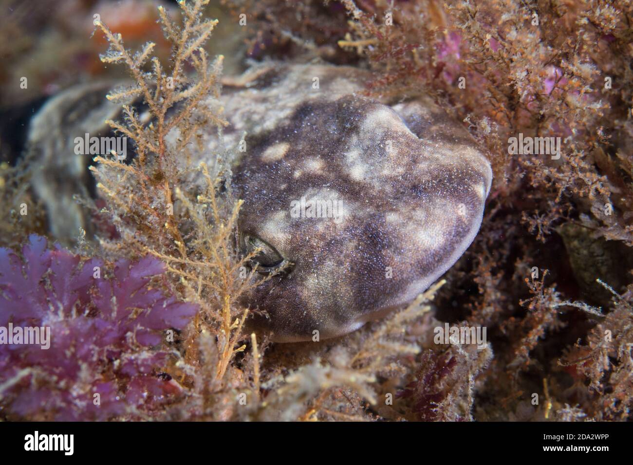 Close up of a Puffadder shyshark (Haploblepharus edwardsii) laying ...