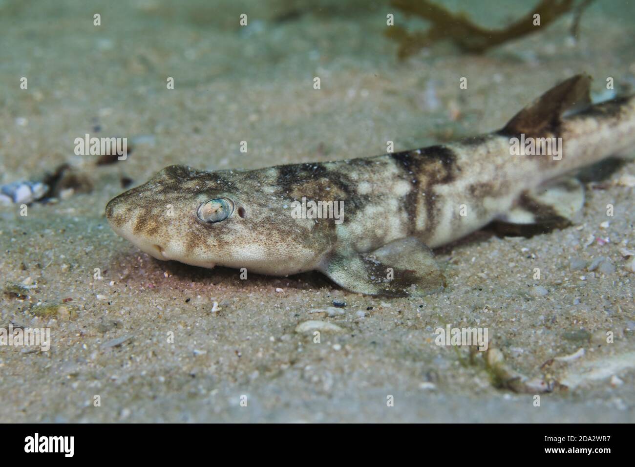 Shy shark hi-res stock photography and images - Alamy