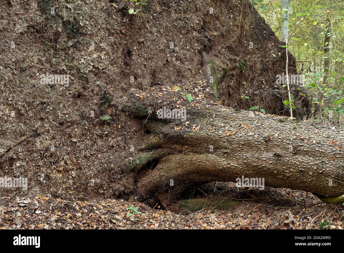 Drying fir tree hi-res stock photography and images - Alamy