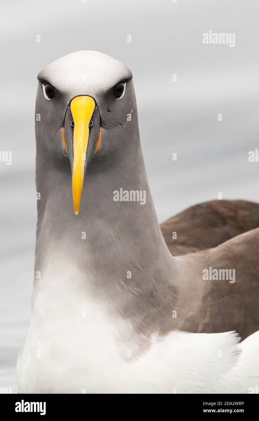 Northern Buller's Albatross, Buller's albatross, Buller's mollymawk ...