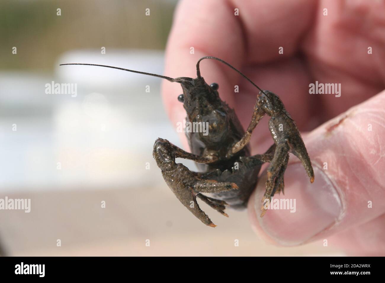 Two fingers europe hi-res stock photography and images - Alamy