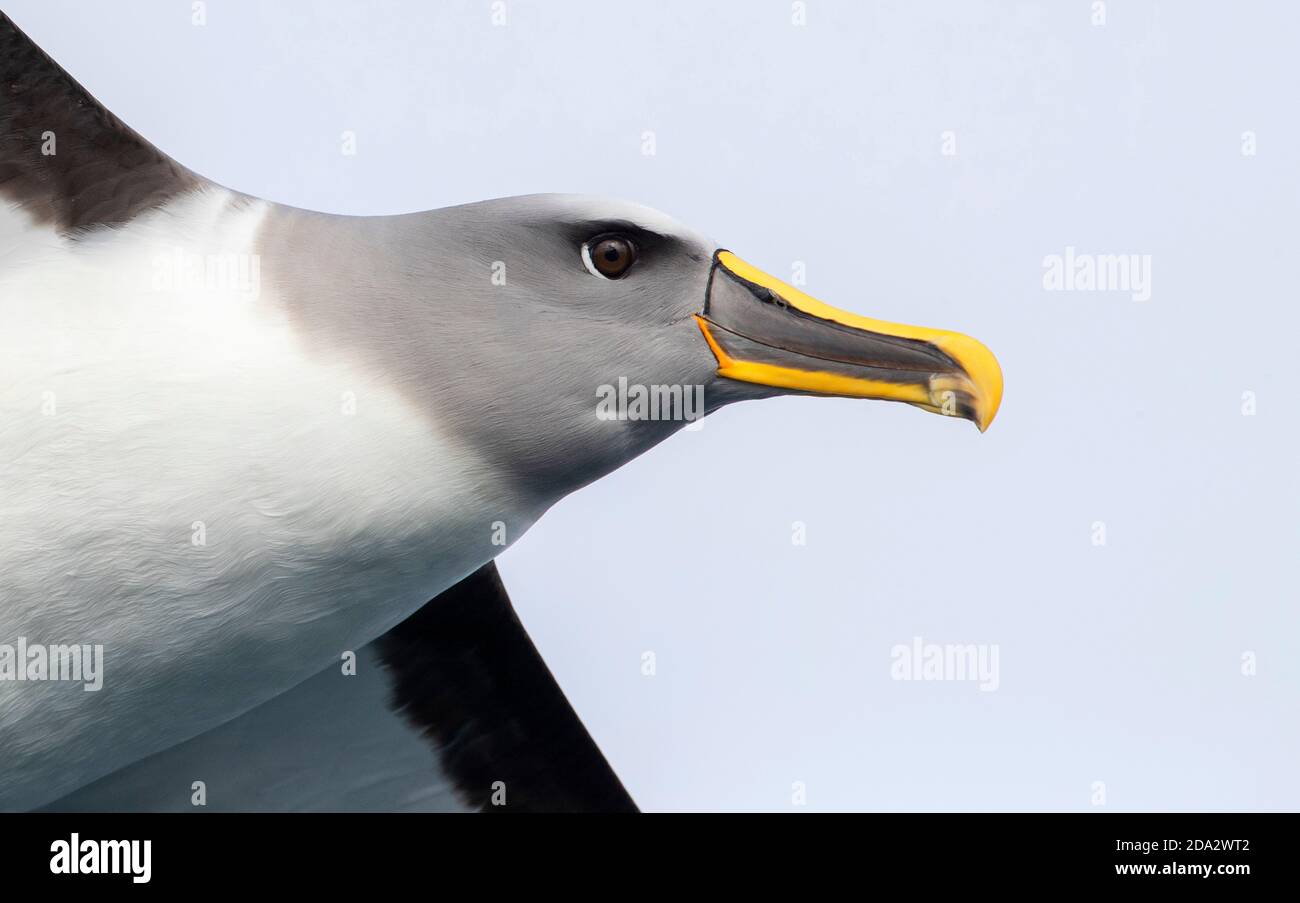 Northern Buller's Albatross, Buller's albatross, Buller's mollymawk ...