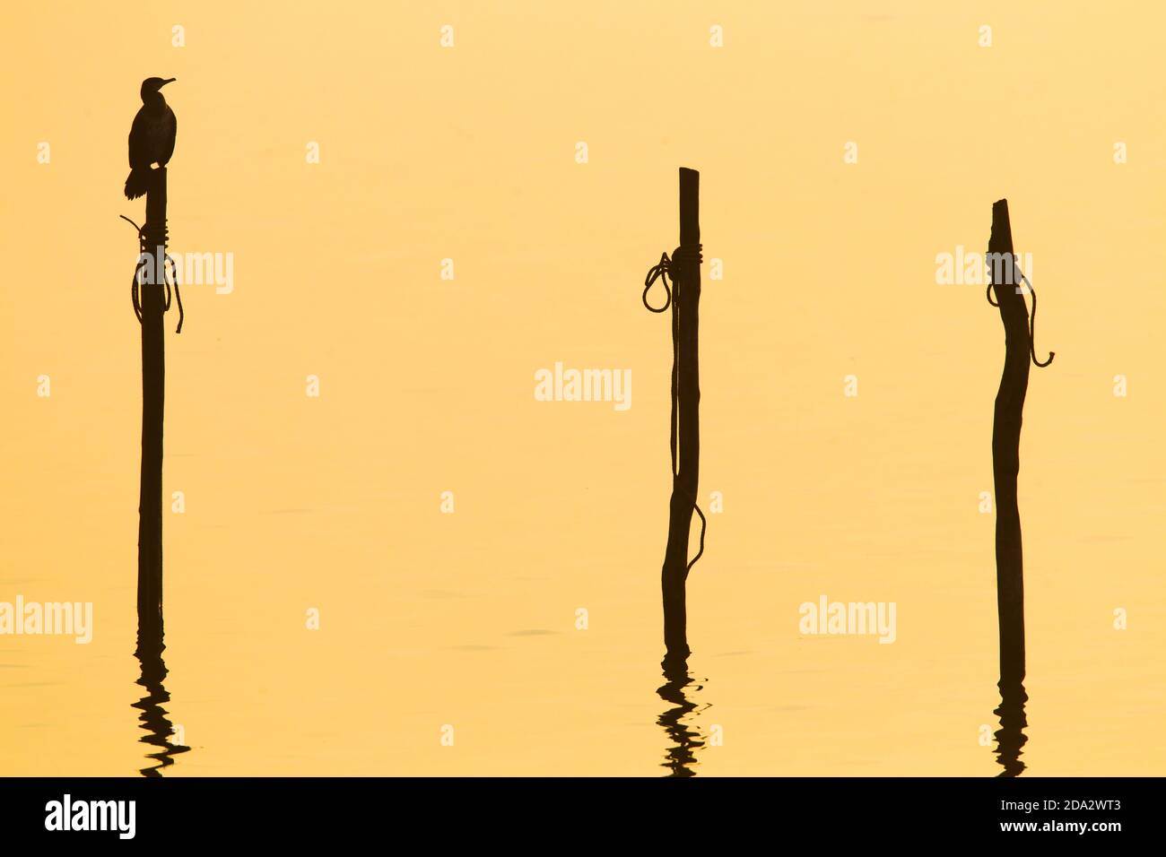 great cormorant (Phalacrocorax carbo), sitting on a fish trap pole in ...