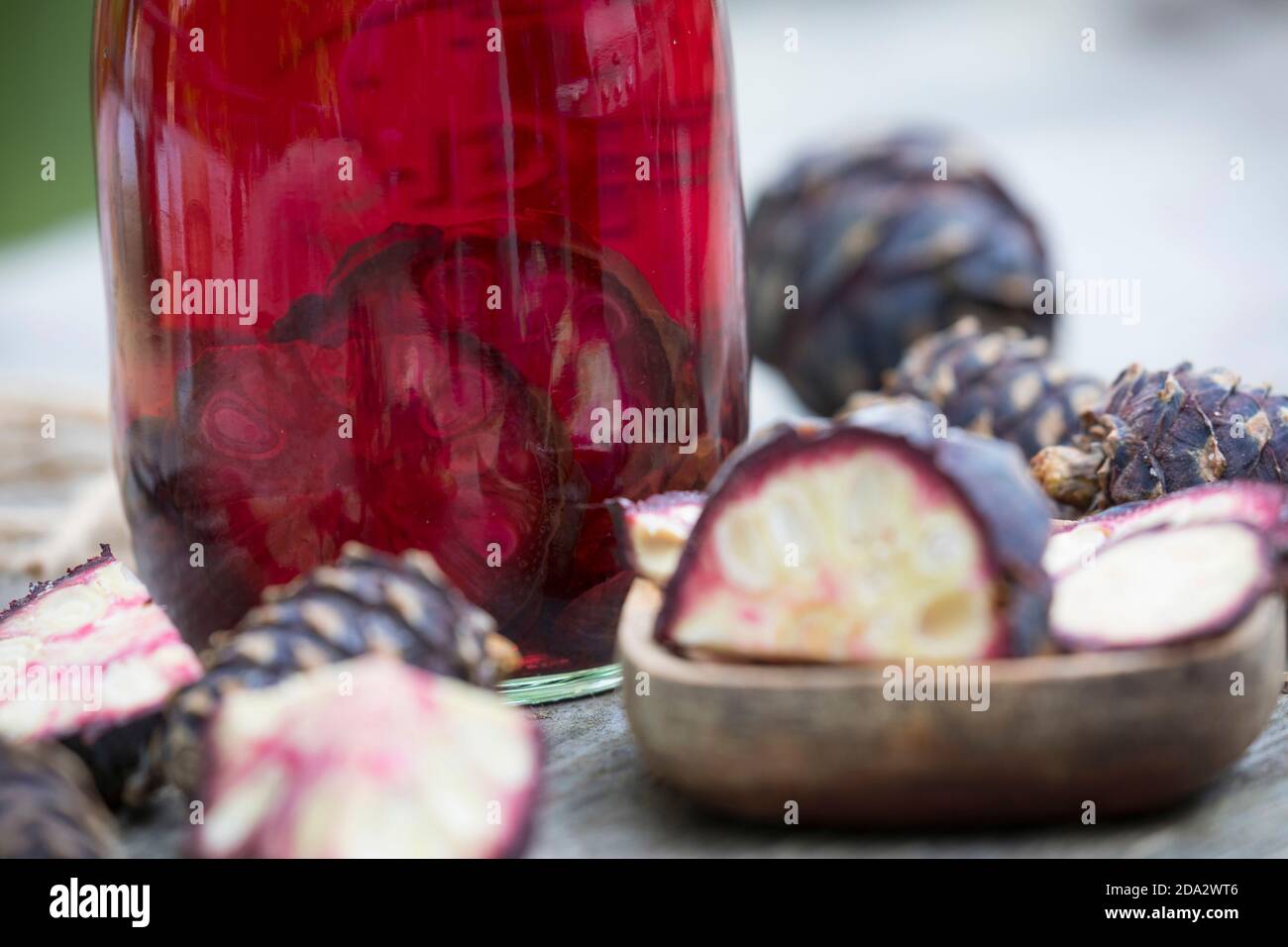 Swiss stone pine, arolla pine (Pinus cembra), selfmade arolla spine ...