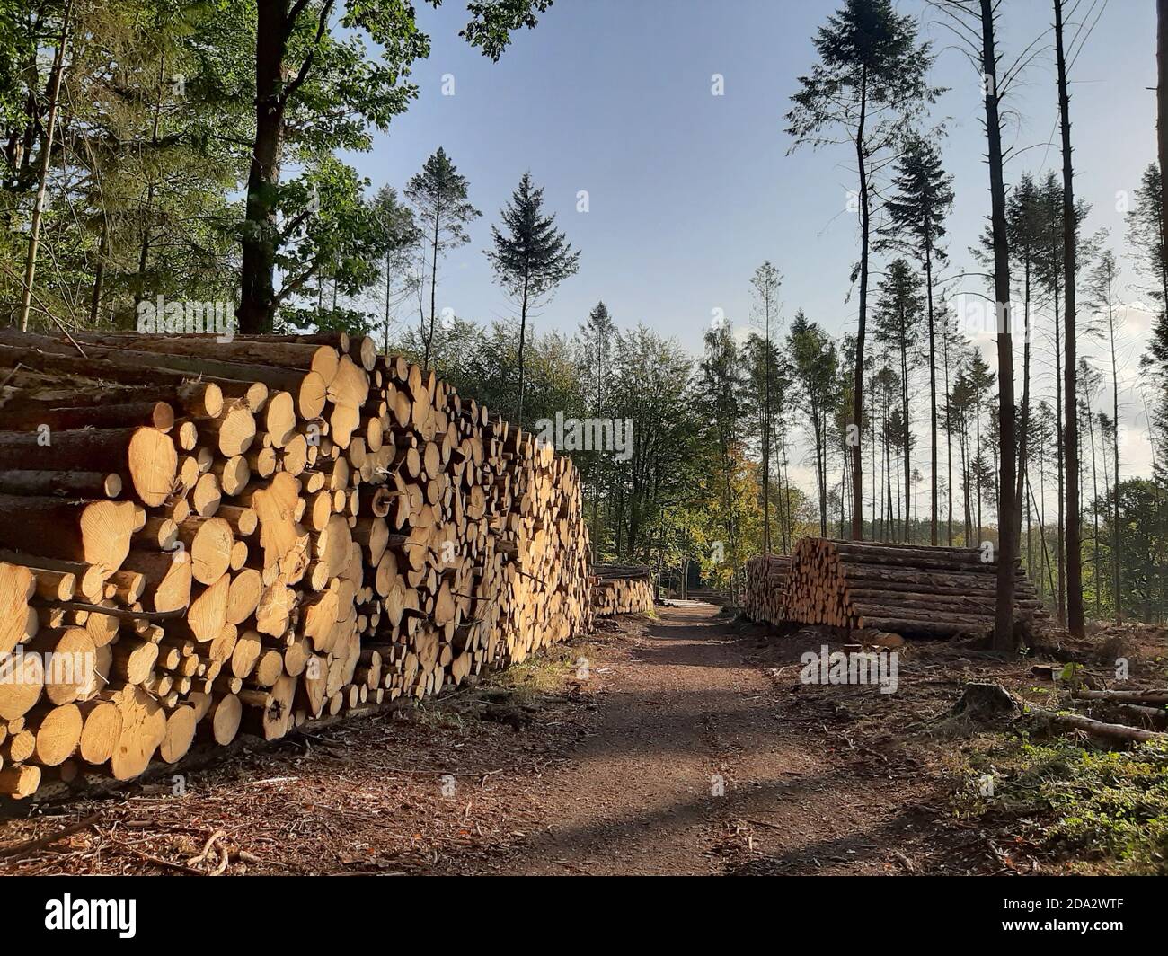 piles of spruce stems at a forest path, Germany Stock Photo - Alamy