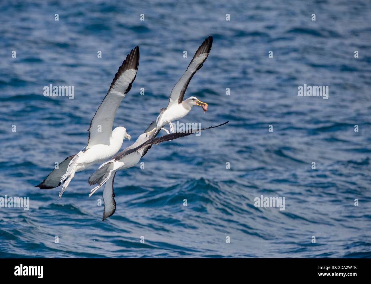 Northern Buller's Albatross, Buller's albatross, Buller's mollymawk ...