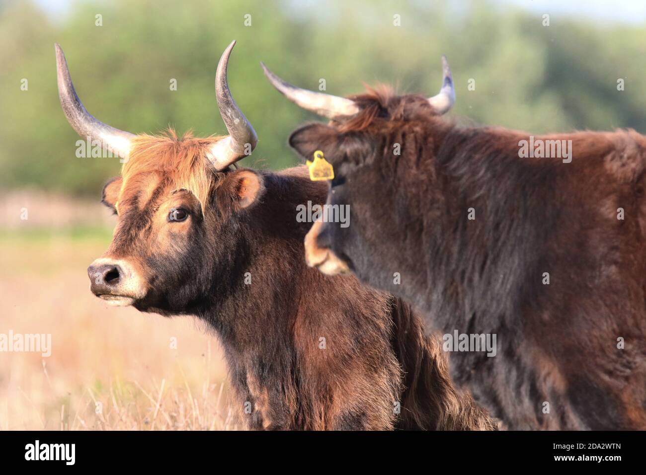 Portrait of two cows hi-res stock photography and images - Alamy