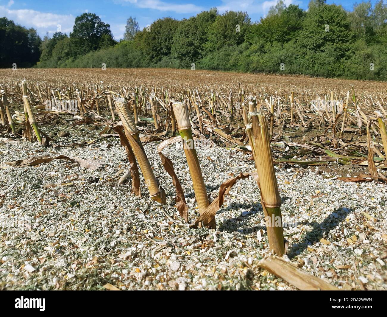 Maize field front hi-res stock photography and images - Alamy