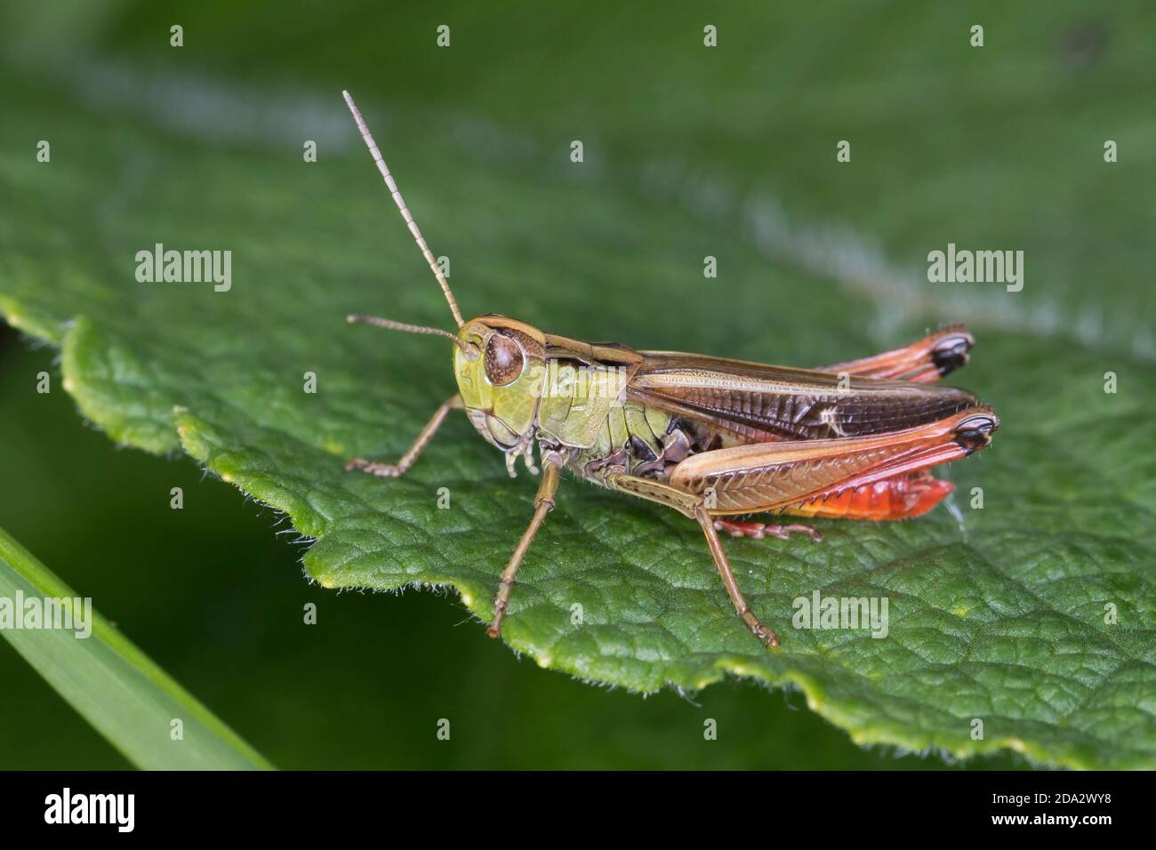 stripe-winged grasshopper, lined grasshopper (Stenobothrus lineatus ...