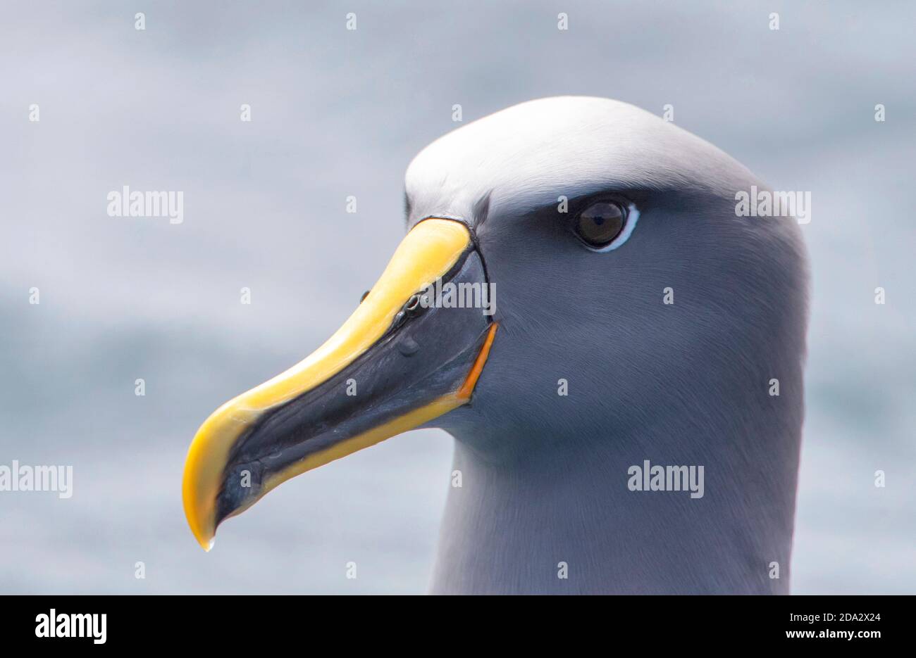 Northern Buller's Albatross, Buller's albatross, Buller's mollymawk ...