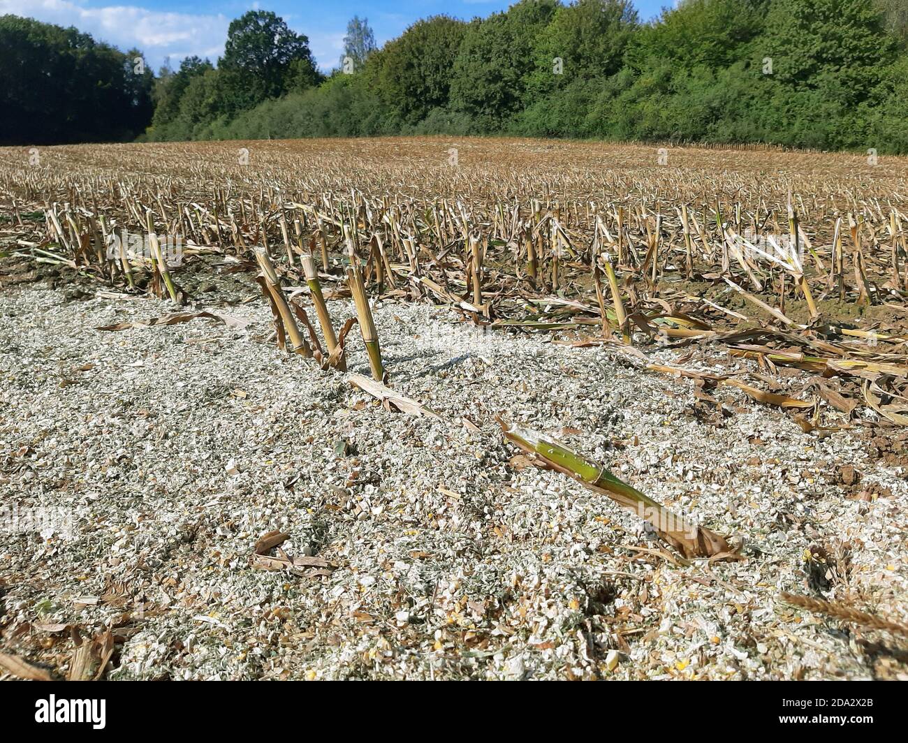 harvested maize field in front of hedge, Germany, North Rhine ...