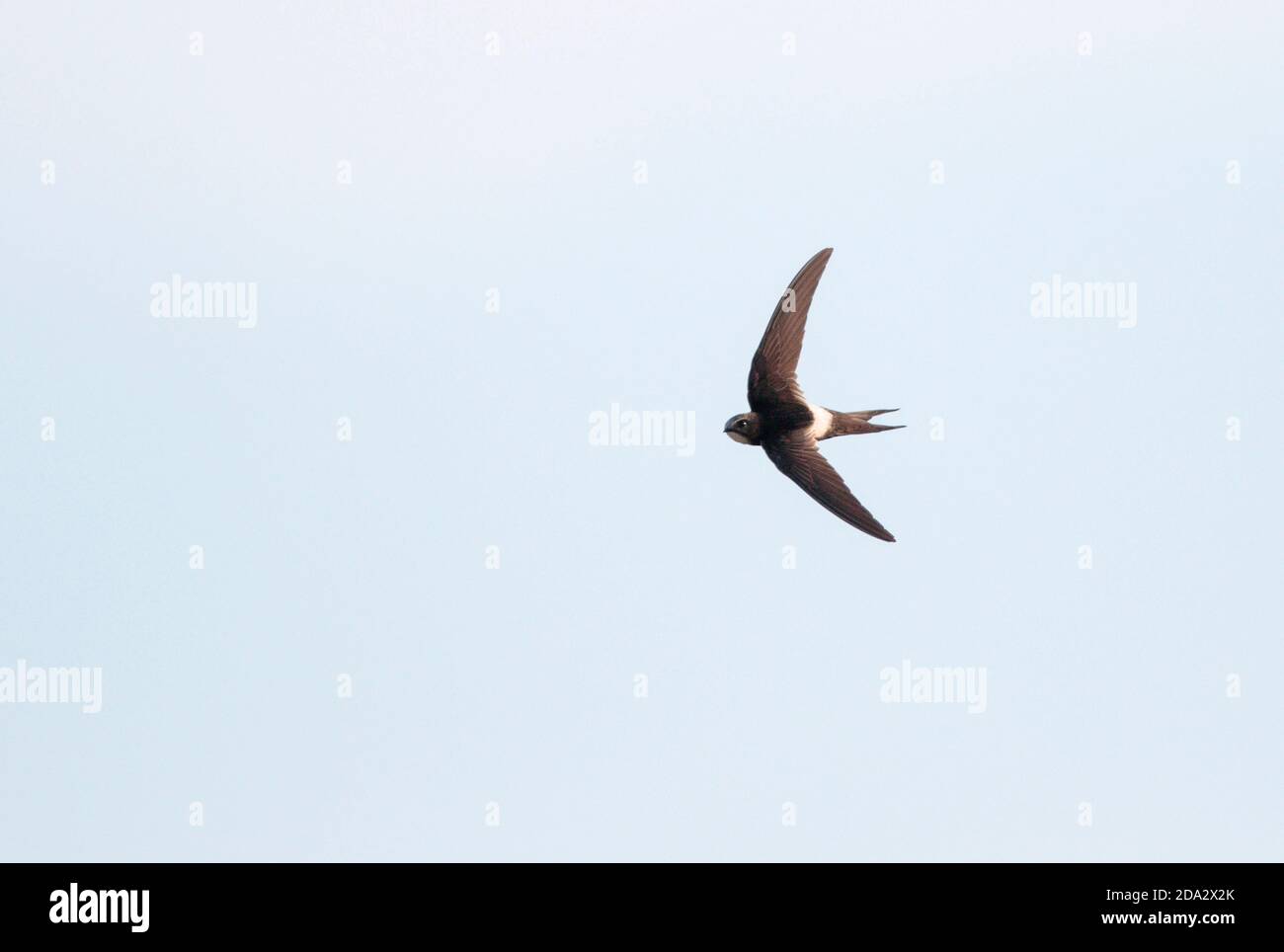 White rumped swifts hi-res stock photography and images - Alamy