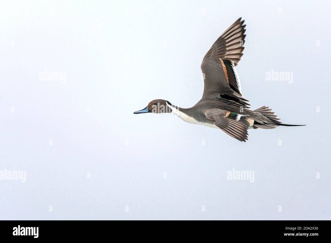 northern pintail (Anas acuta), drake in flight, side view, Japan ...