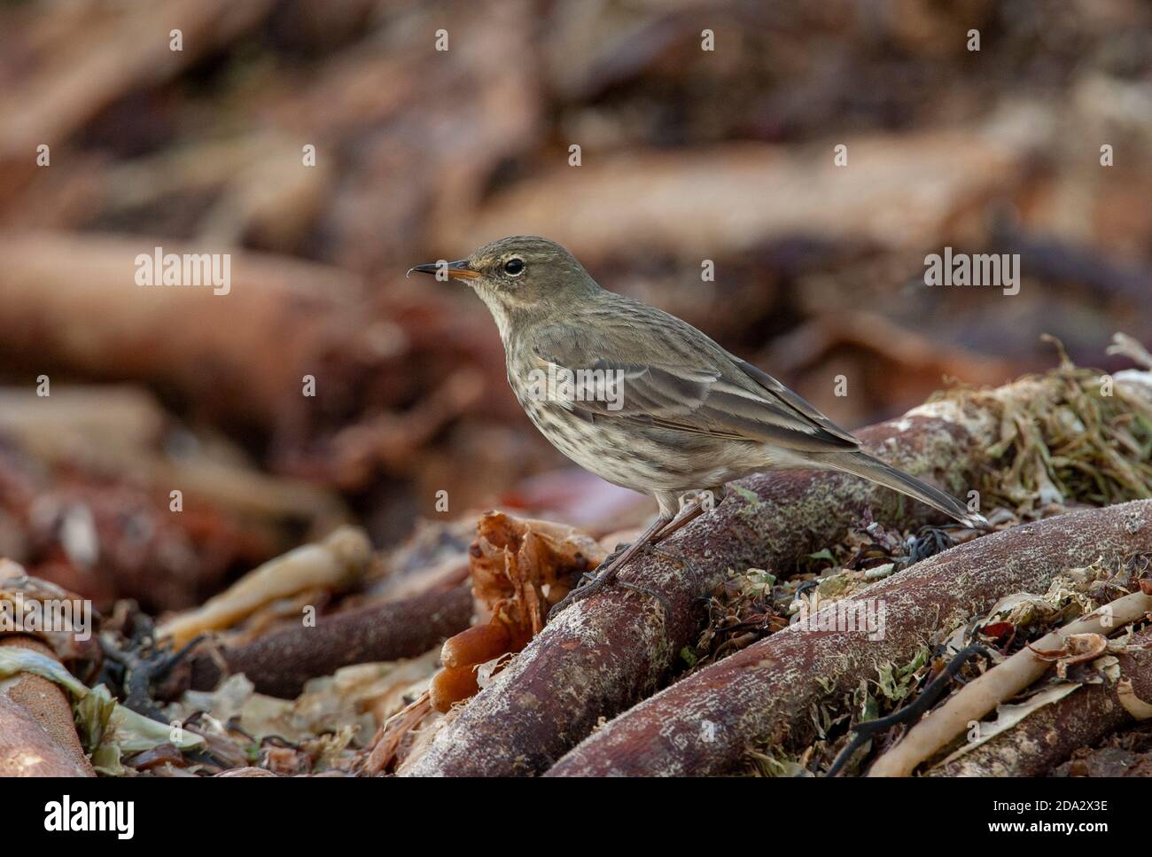 Rock pitpit (Anthus petrosus), Standing on washed up seaweed, France ...
