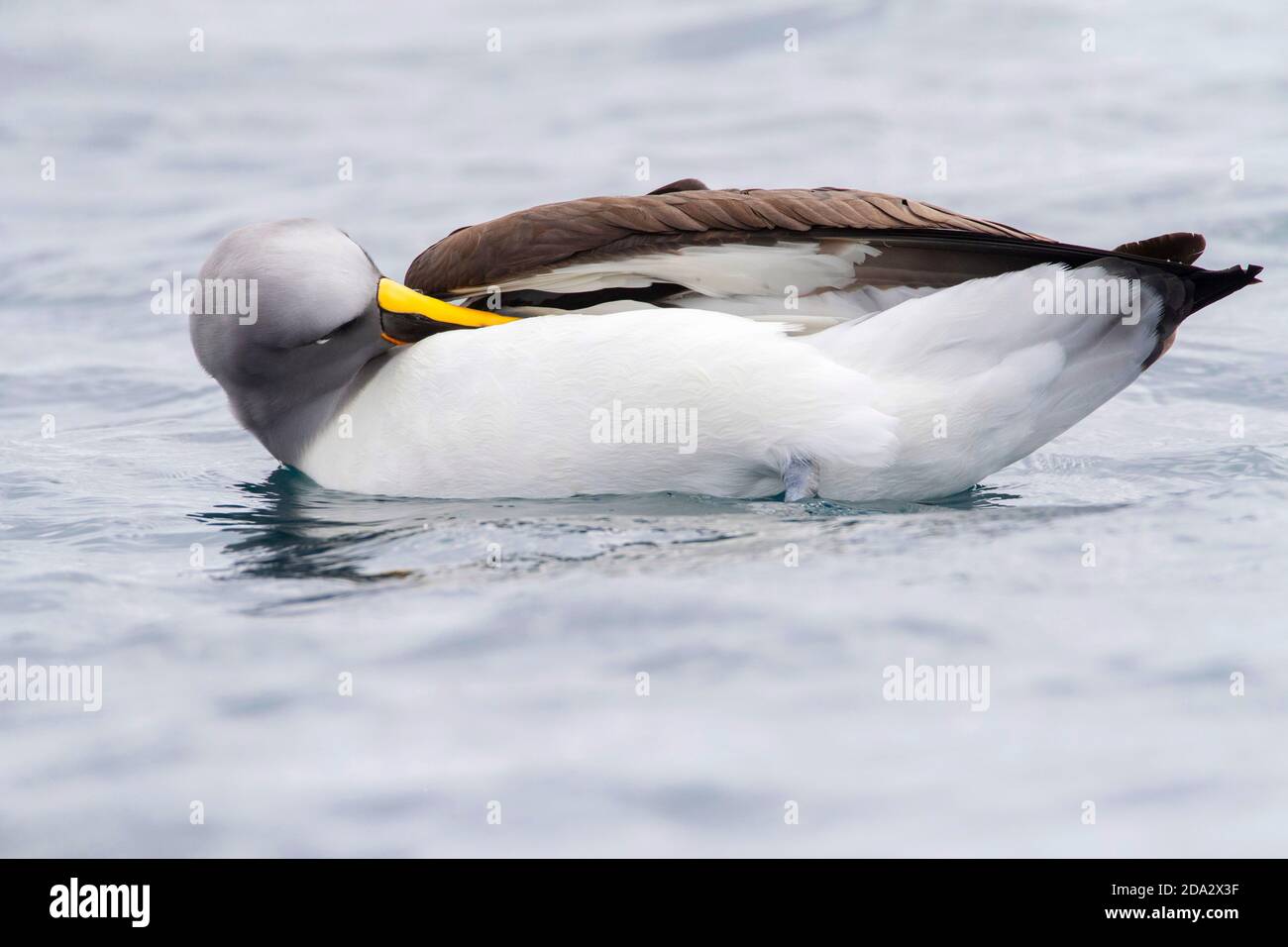 Northern Buller's Albatross, Buller's albatross, Buller's mollymawk ...