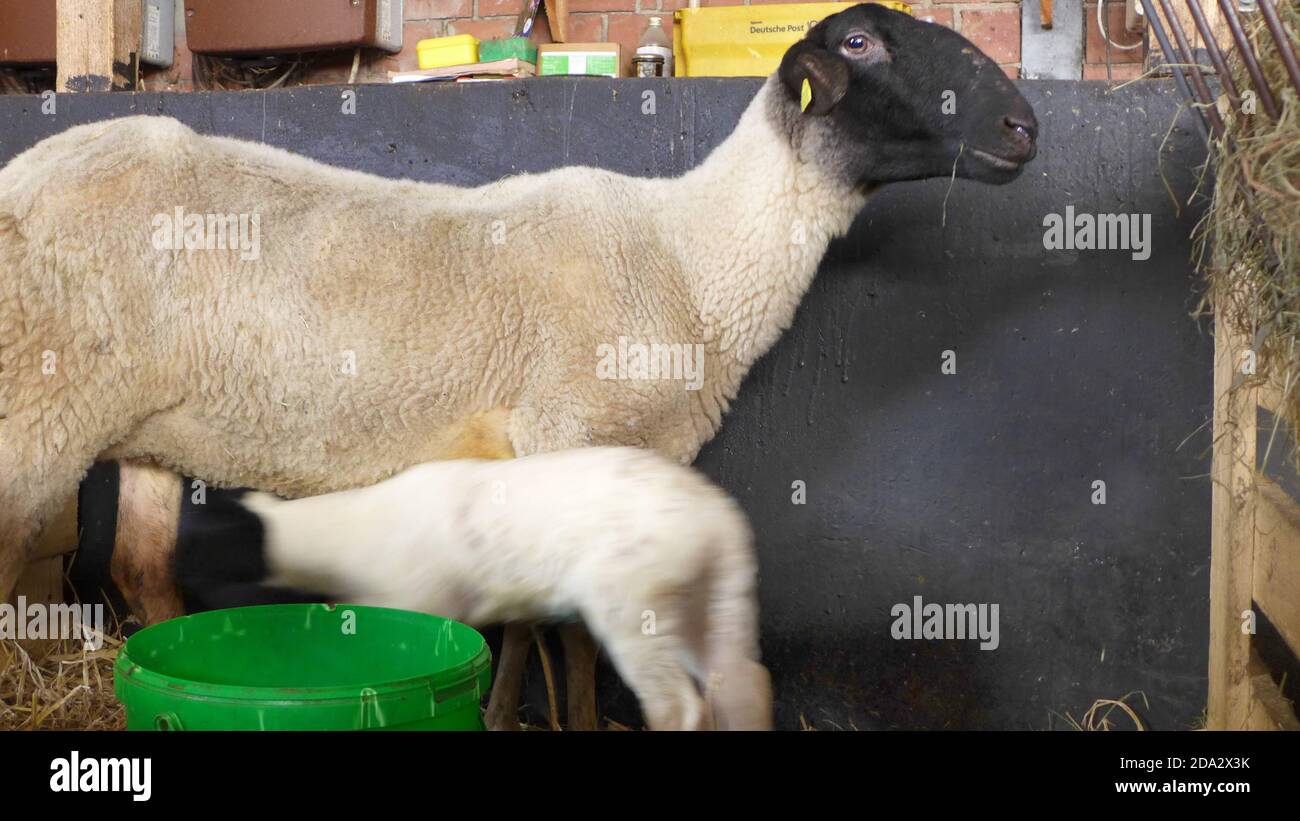 domestic sheep (Ovis ammon f. aries), with sucking lamb in a sheepfold ...