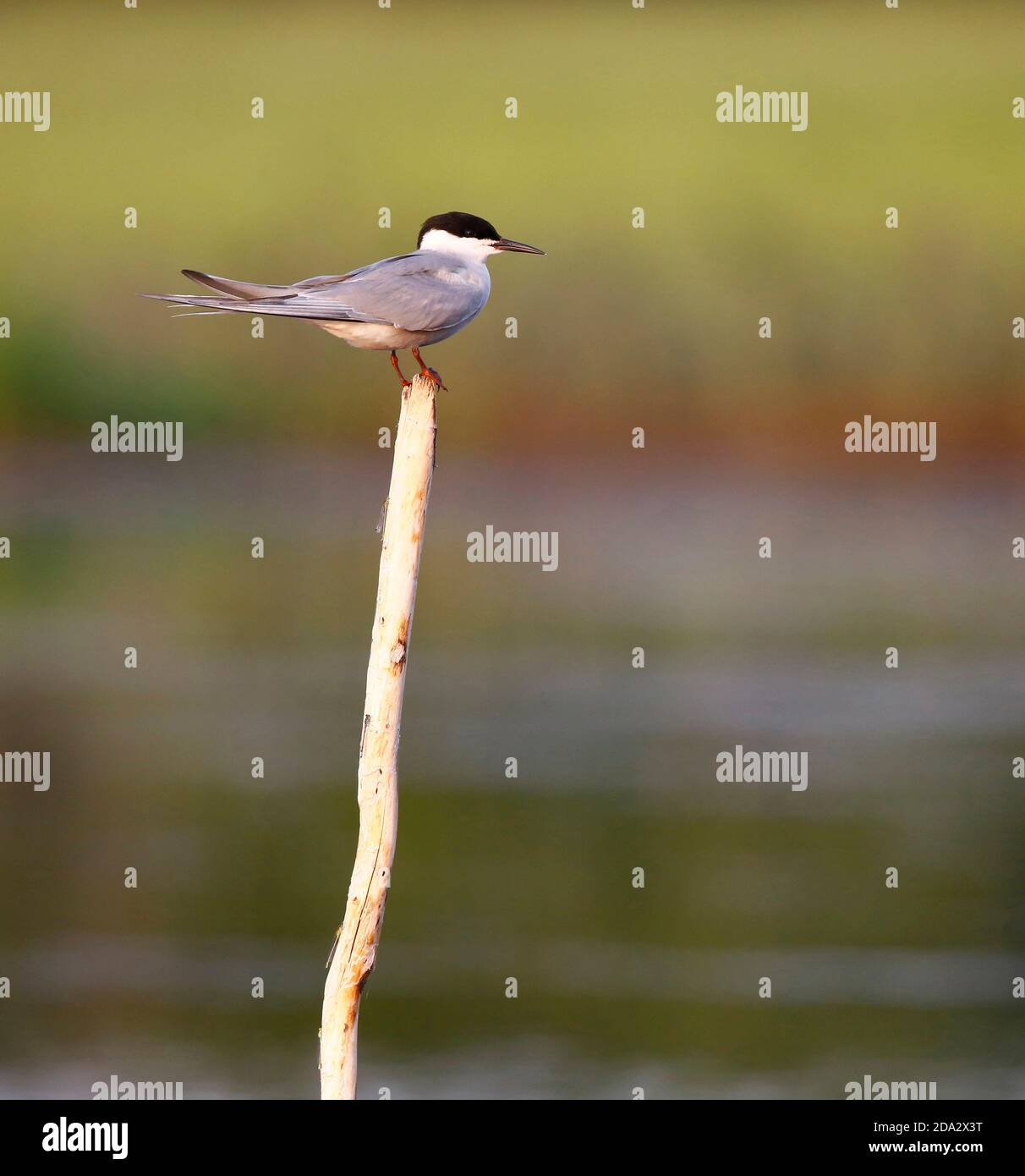 Sterna hirundo longipennis hi-res stock photography and images - Alamy