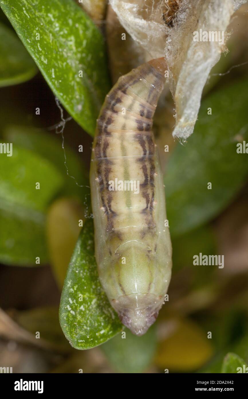 Box Tree Moth (Glyphodes perspectalis, Cydalima perspectalis ...