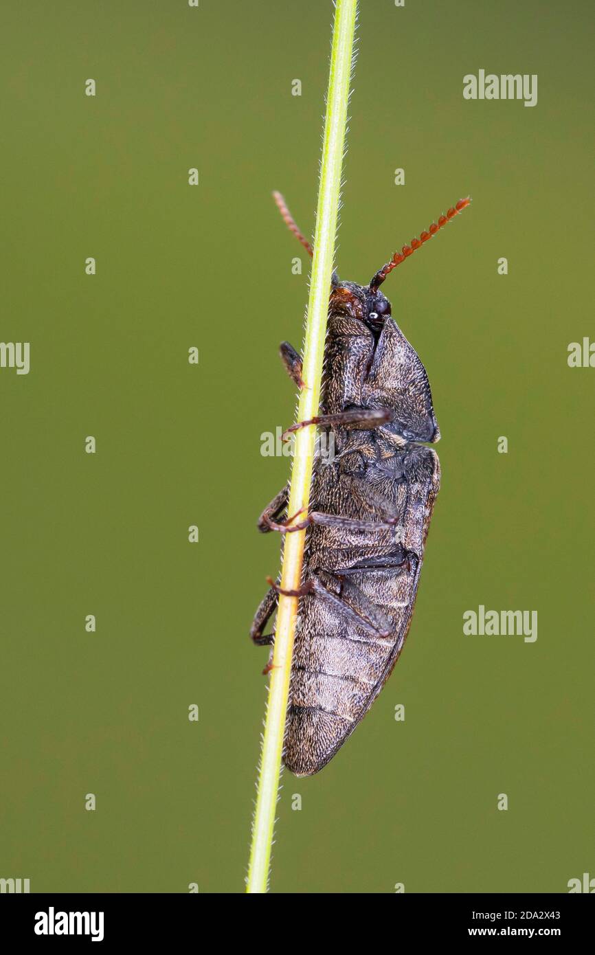 Click Beetle, Mousegrey Click Beetle (Adelocera murina, Agrypnus ...