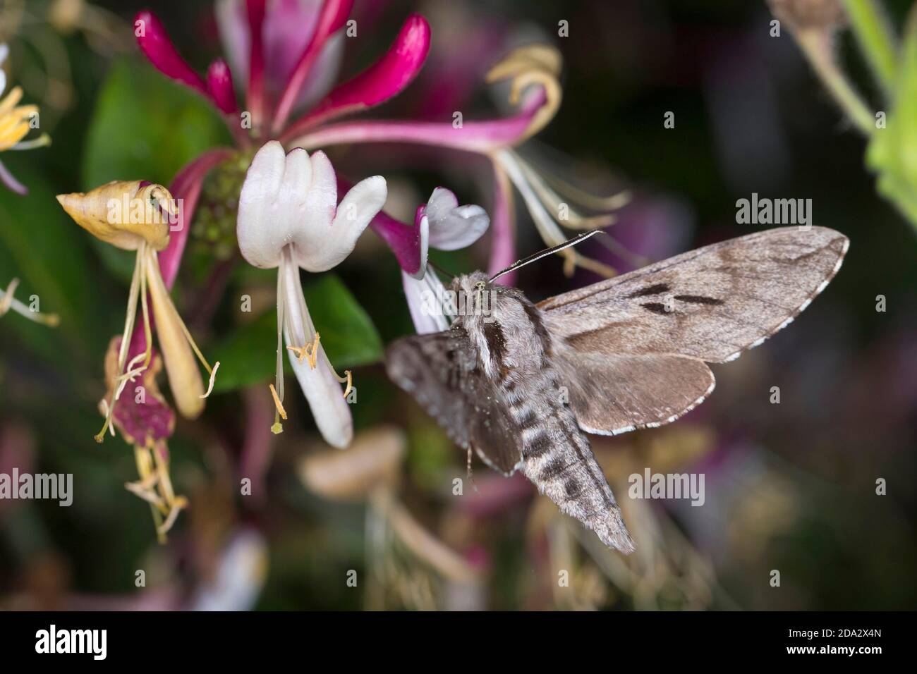 pine hawkmoth (Hyloicus pinastri, Sphinx pinastri), hovering in front ...