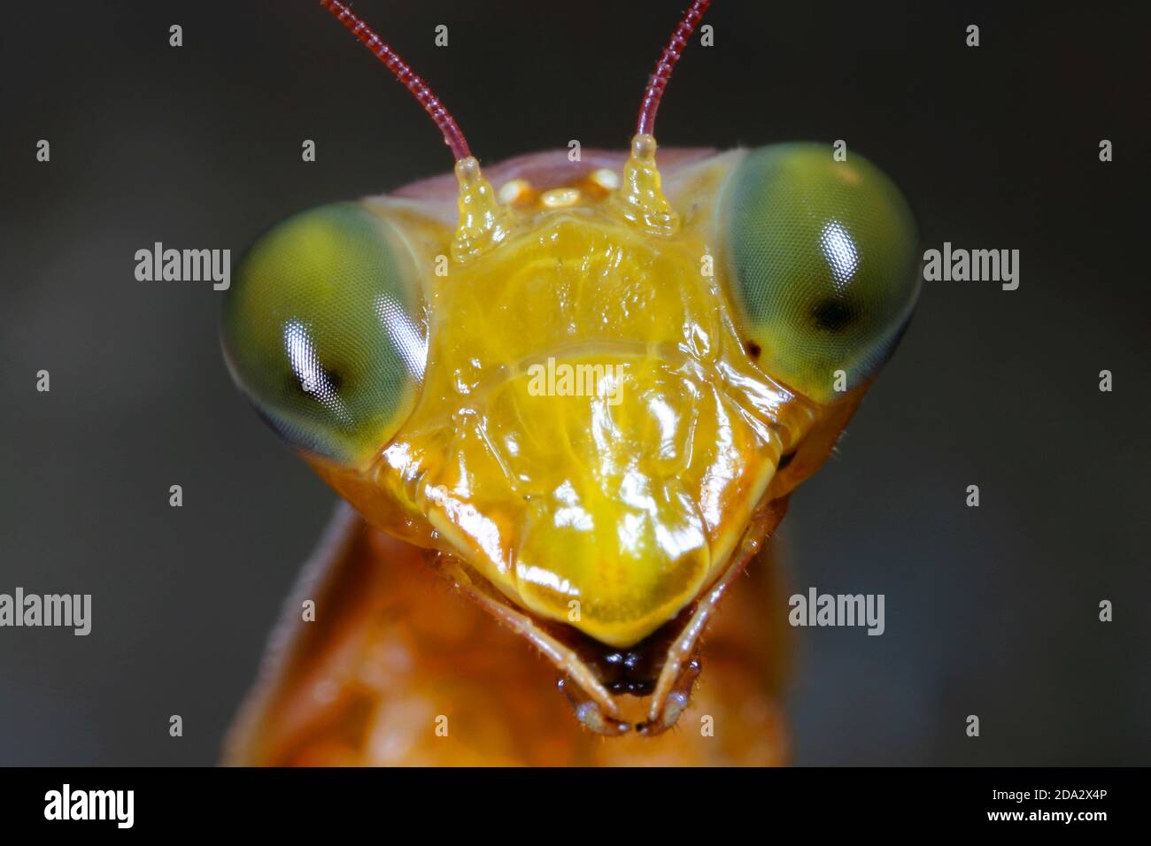 European preying mantis (Mantis religiosa), yellow morphe, portrait ...