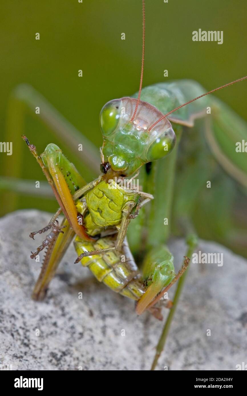 European preying mantis (Mantis religiosa), with caught grasshopper ...