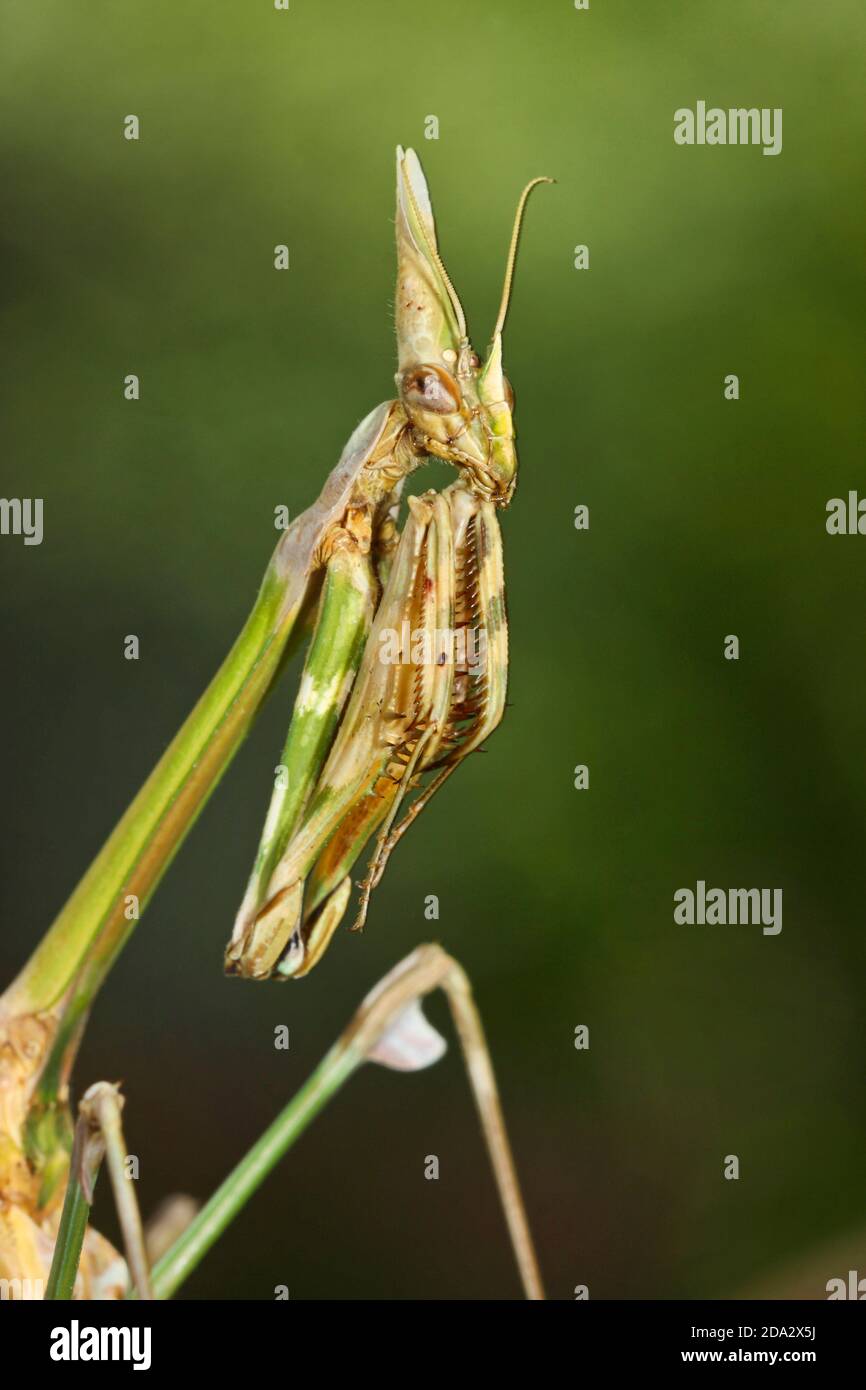 Cone-head Mantis (Empusa fasciata), portrait Stock Photo - Alamy