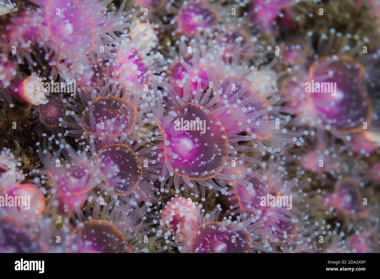 Strawberry Anemones (Actinia fragacea) small light pink anemones that ...