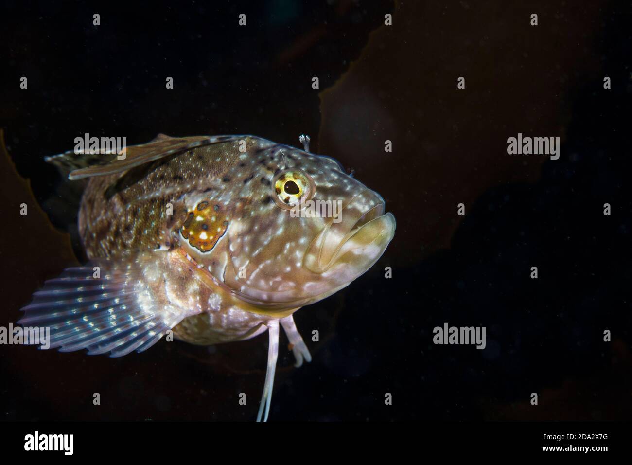 Super Klipfish (Clinus superciliosus) sitting on seagrass with dark ...