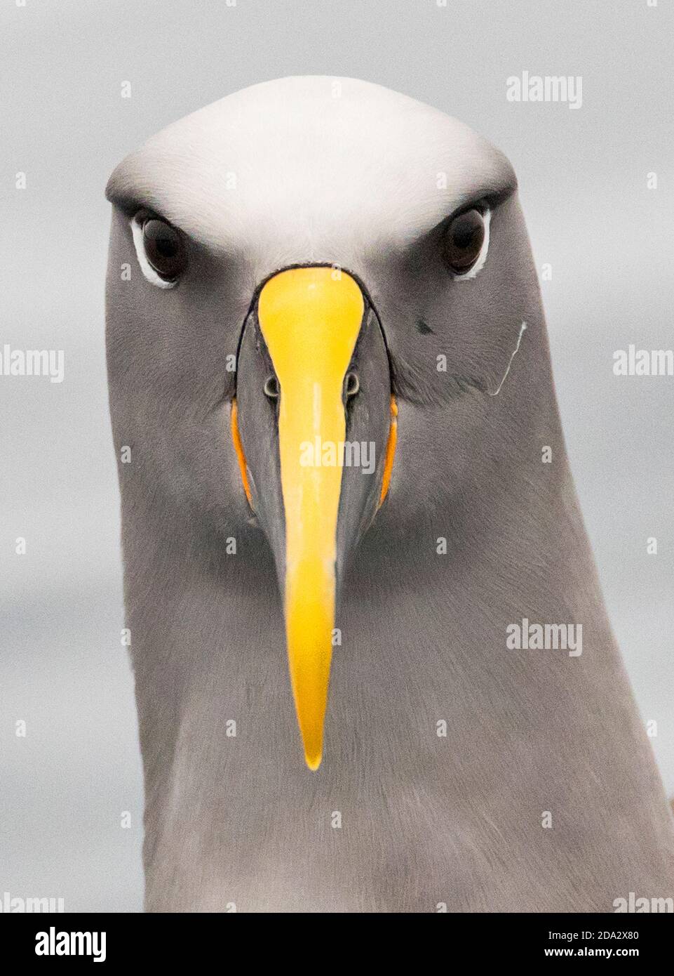 Northern Buller's Albatross, Buller's albatross, Buller's mollymawk ...