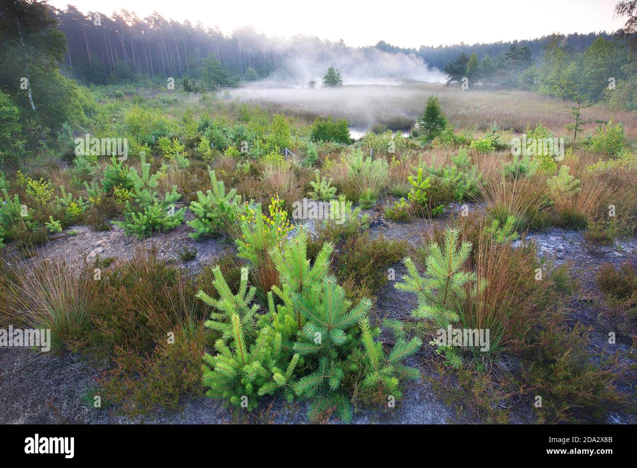 Common Heather, Ling, Heather (Calluna vulgaris), damp heath with moor ...
