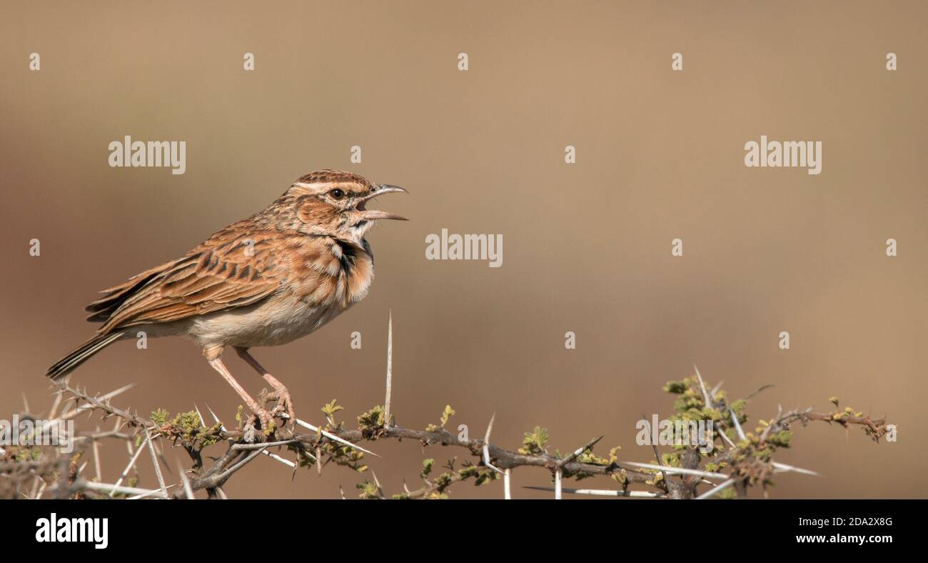 Foxy Lark (Calendulauda alopex), male perches singing on a spiny twig ...