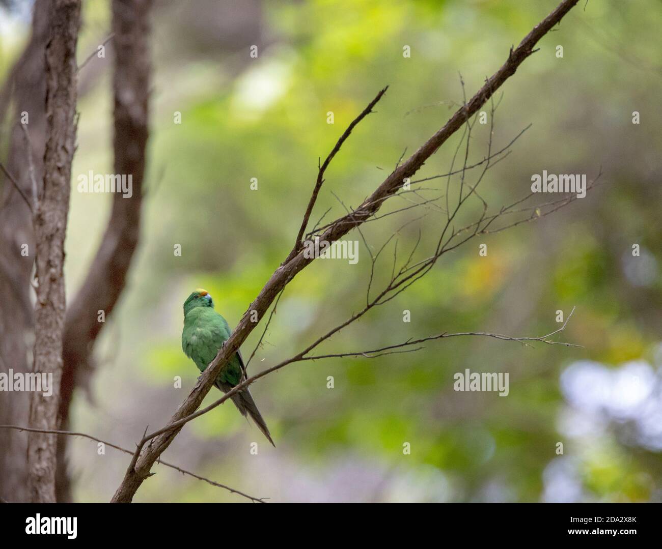 Malherbes parakeet hi-res stock photography and images - Alamy