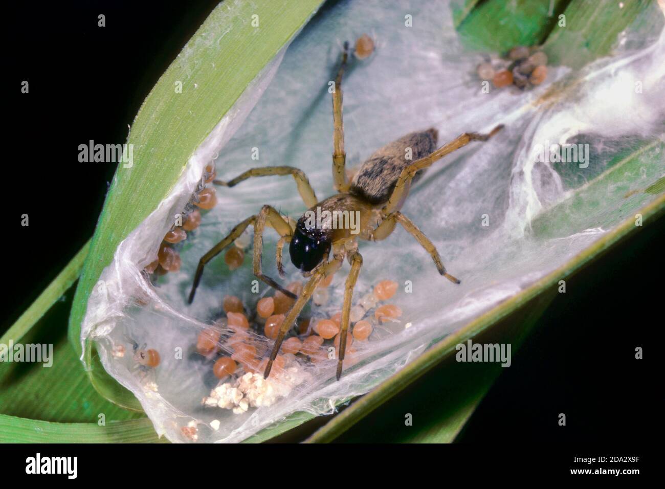 Spider clubiona hi-res stock photography and images - Alamy