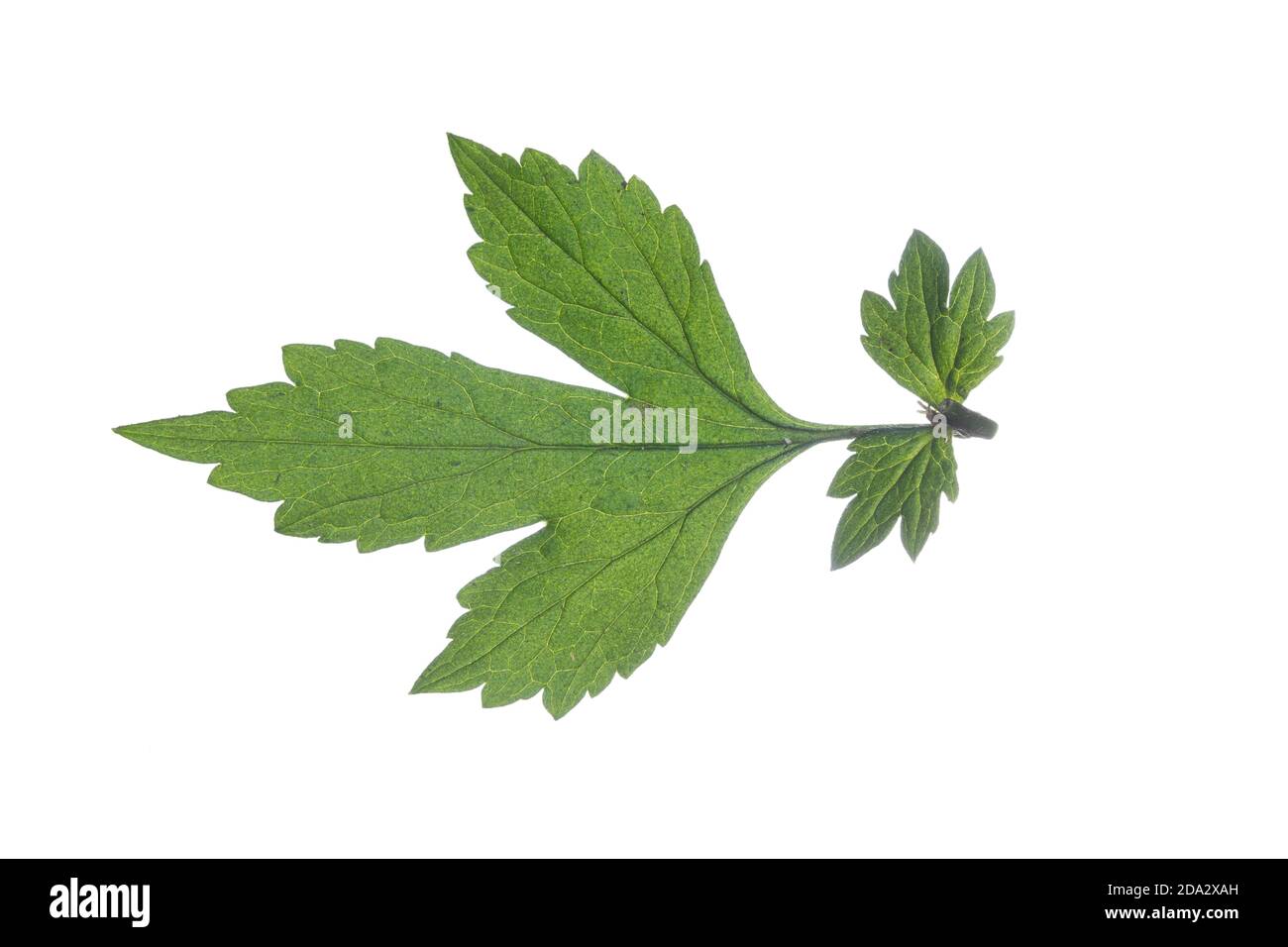 common avens, wood avens, clover-root (Geum urbanum), stem leaf, cutout ...