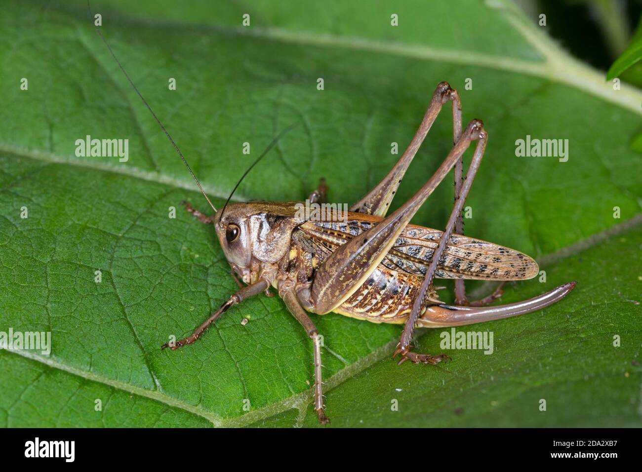 wart-biter, wart-biter bushcricket (Decticus verrucivorus), female ...