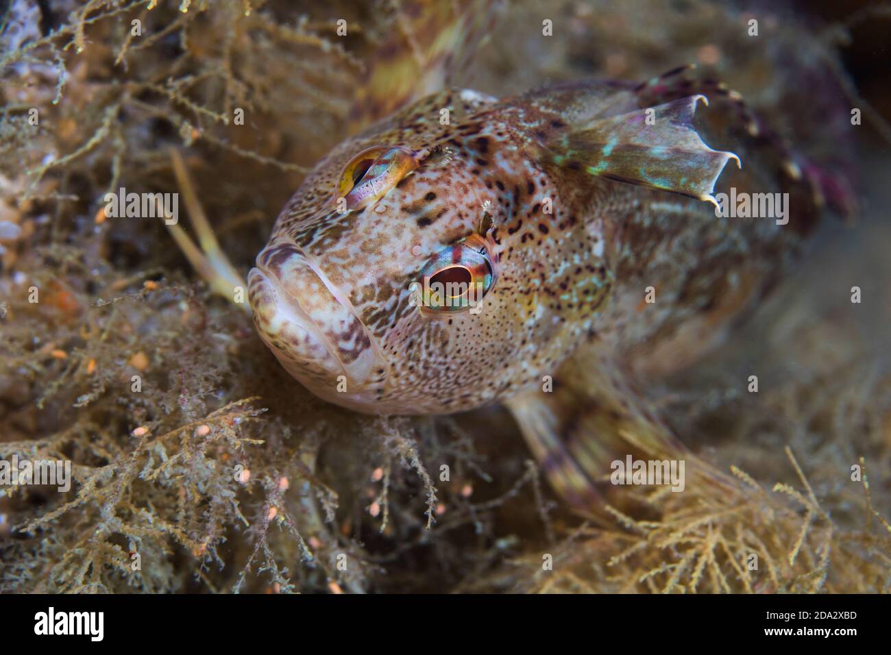 Front view of a Super Klipfish (Clinus superciliosus) sitting on the ...
