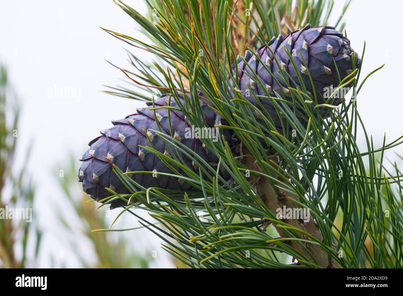 Swiss stone pine, arolla pine (Pinus cembra), branch with cones ...
