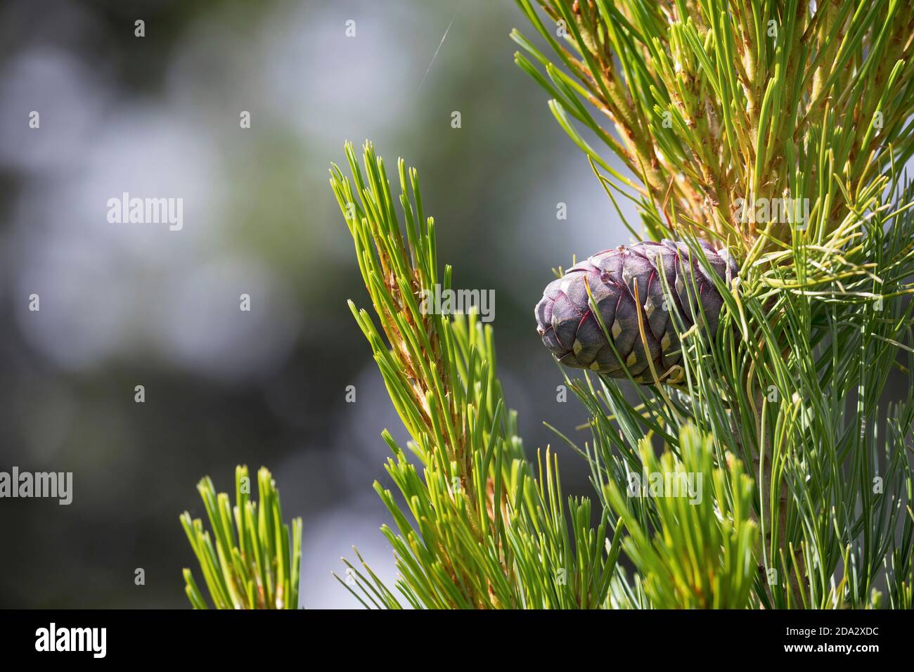 Swiss stone pine, arolla pine (Pinus cembra), branch with cones ...