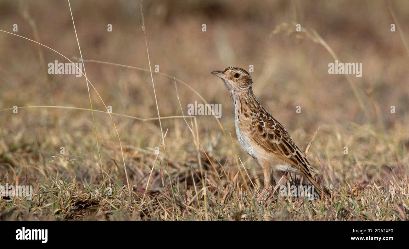Liben lark hi-res stock photography and images - Alamy