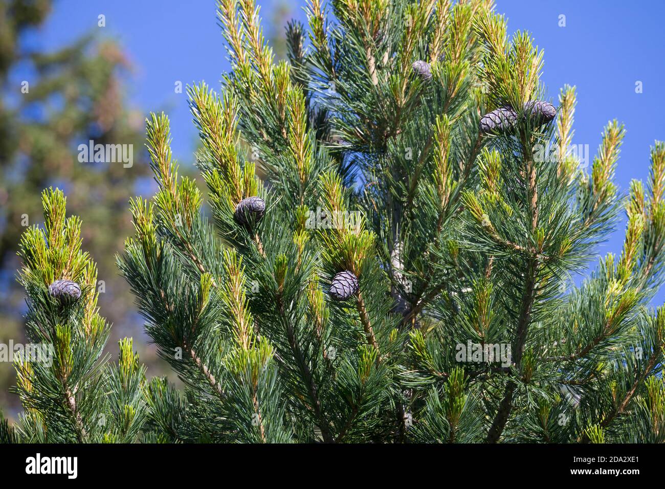 Swiss stone pine, arolla pine (Pinus cembra), branches with cones ...
