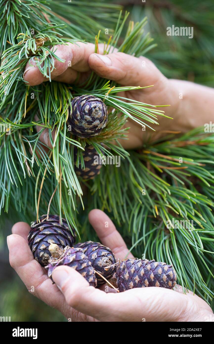 The evergreen tree pinus cembra twigs hi-res stock photography and ...