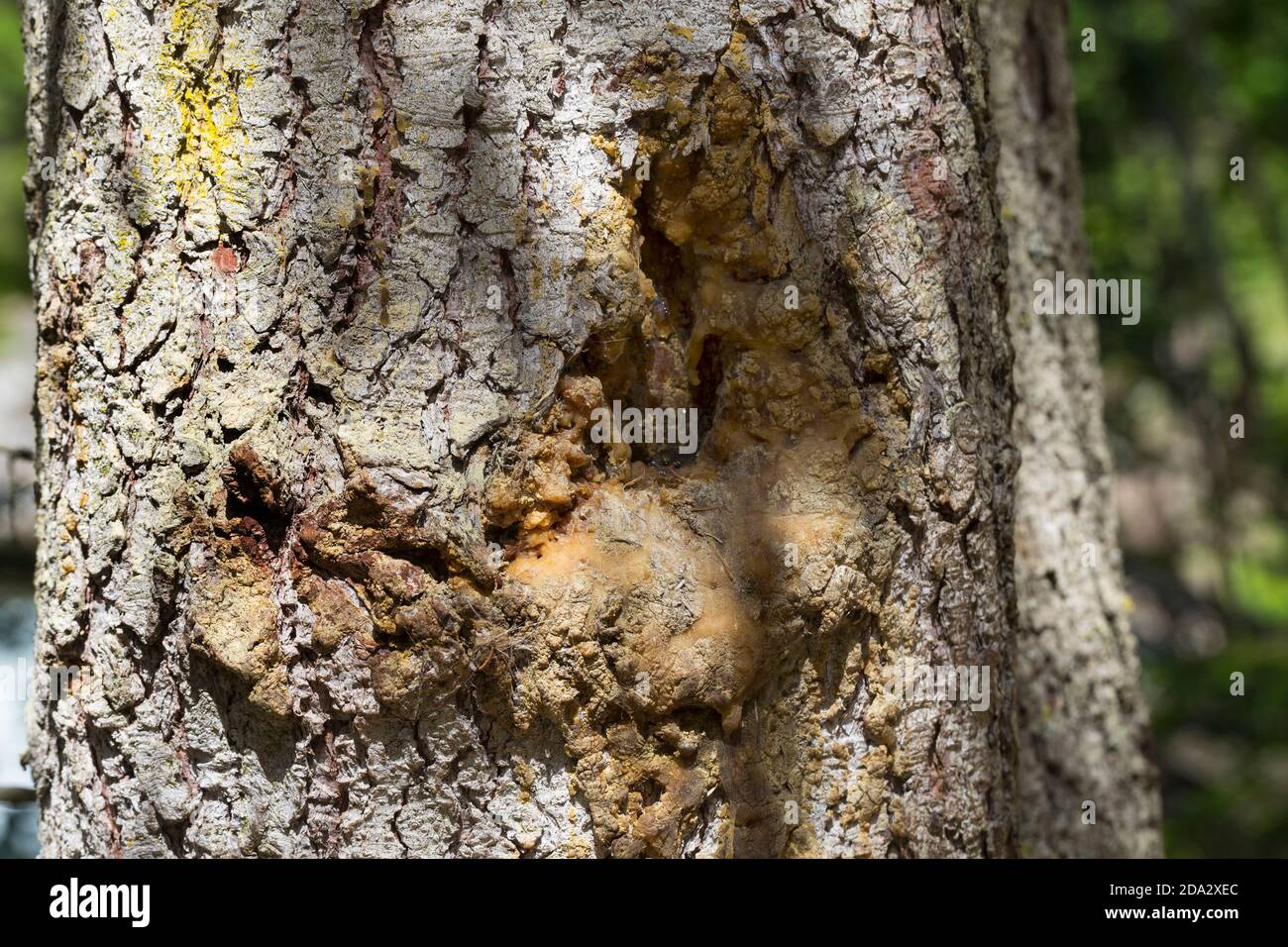 Norway spruce (Picea abies), resin at a trunk, Germany Stock Photo - Alamy