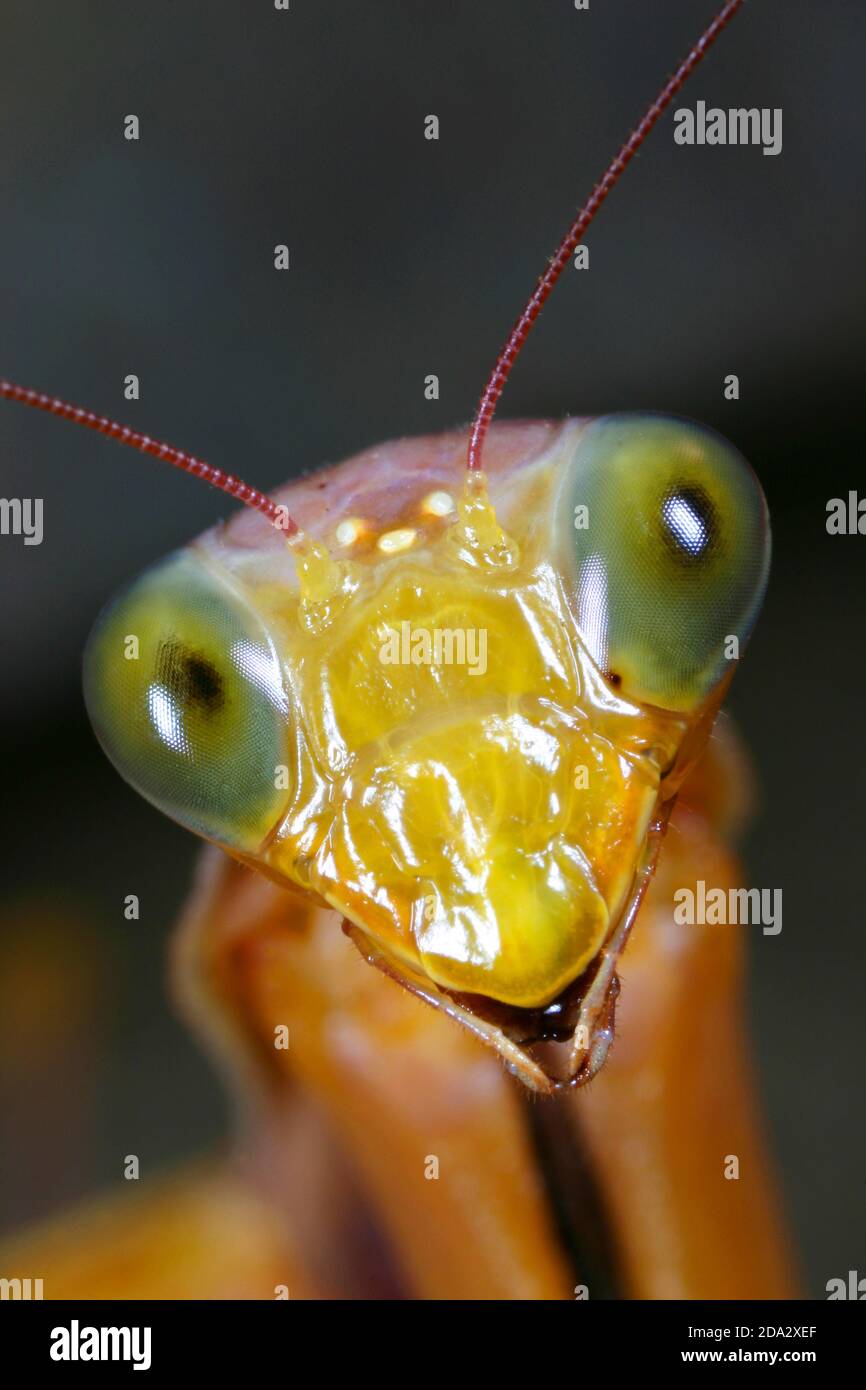 European preying mantis (Mantis religiosa), yellow morphe, portrait ...