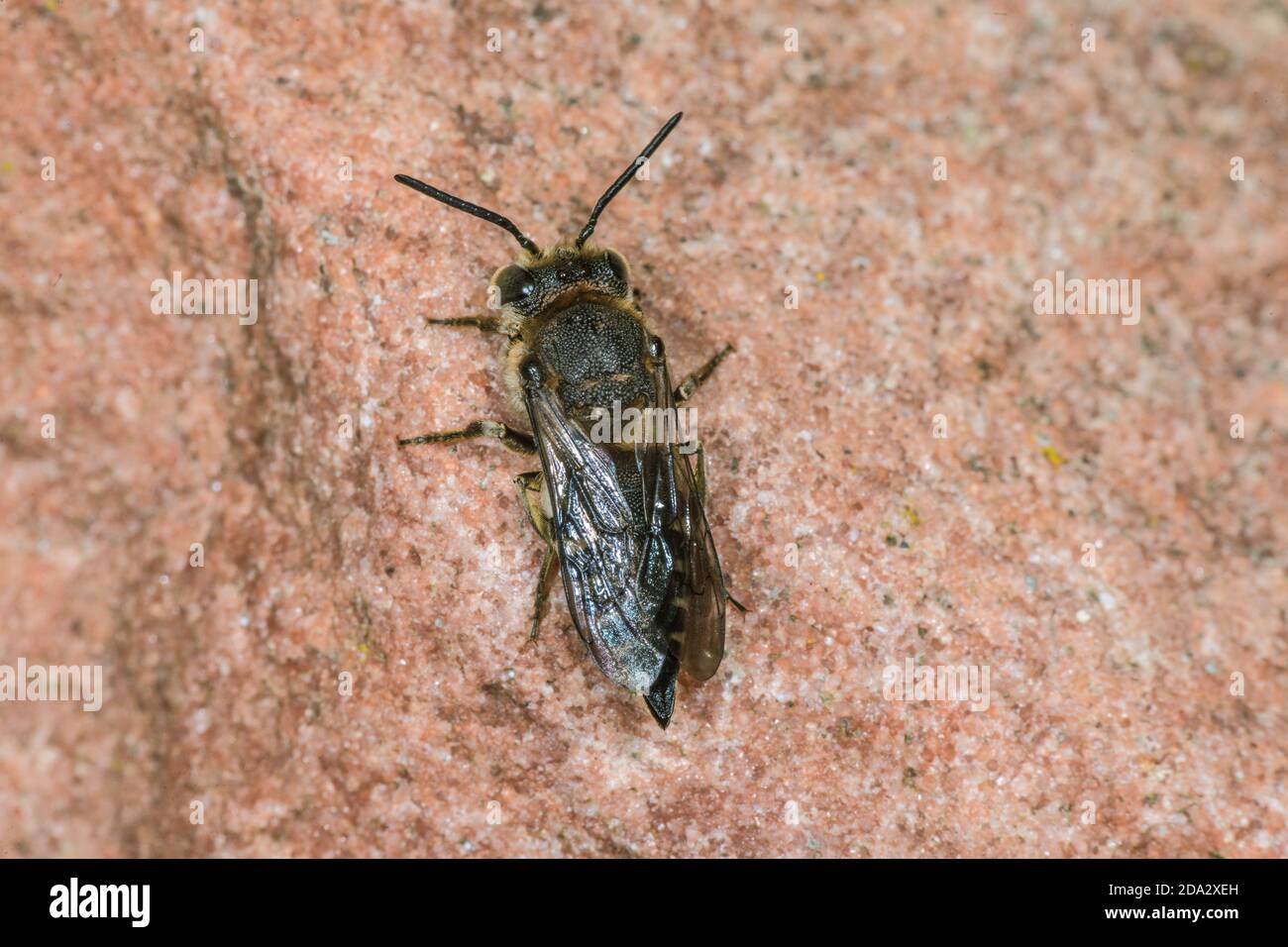 Large Sharp-Tail (Coelioxys conoidea), sitting on a stone, dorsal view ...