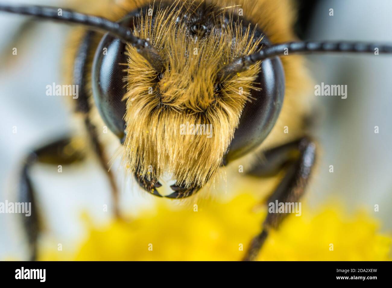 Common leafcutter bee, common leafcutting bee, rose leaf-cutting bee ...