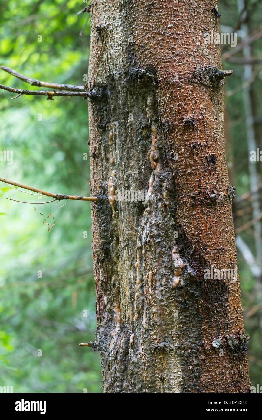 Norway spruce (Picea abies), resin at a trunk, Germany Stock Photo - Alamy