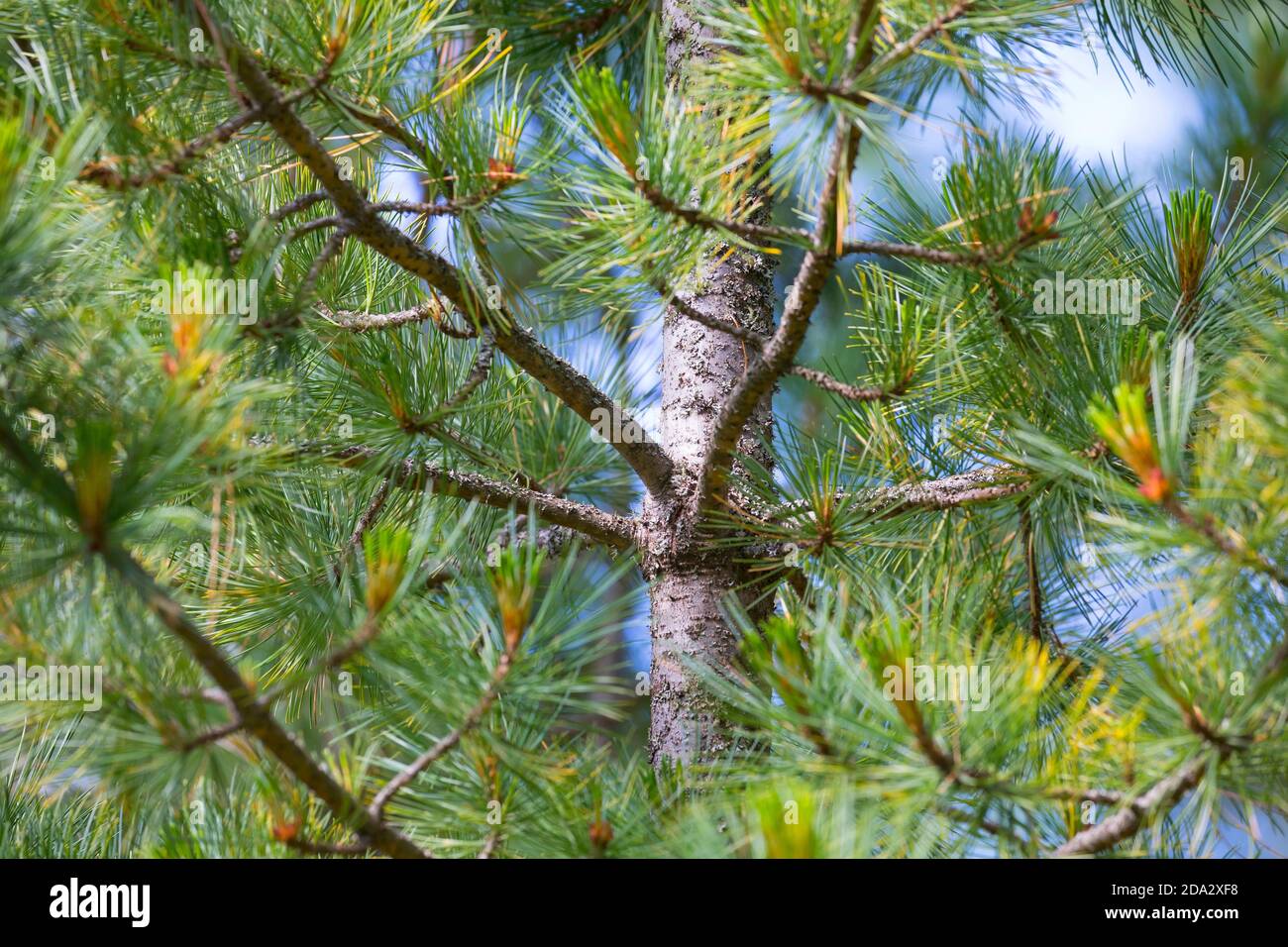 Swiss stone pine, arolla pine (Pinus cembra), branches, Germany Stock ...